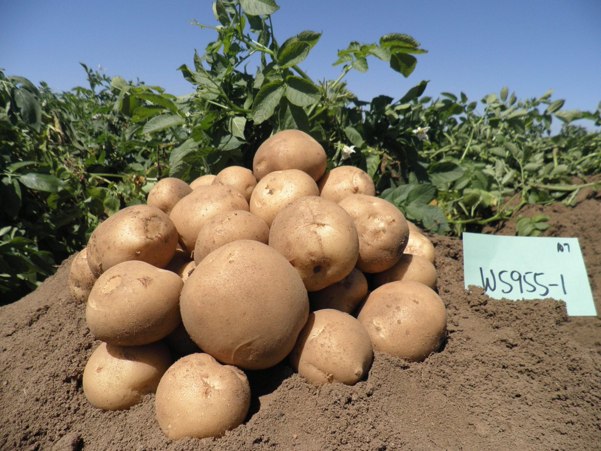 Home of the Hodag - Wisconsin Potato and Vegetable Growers Association