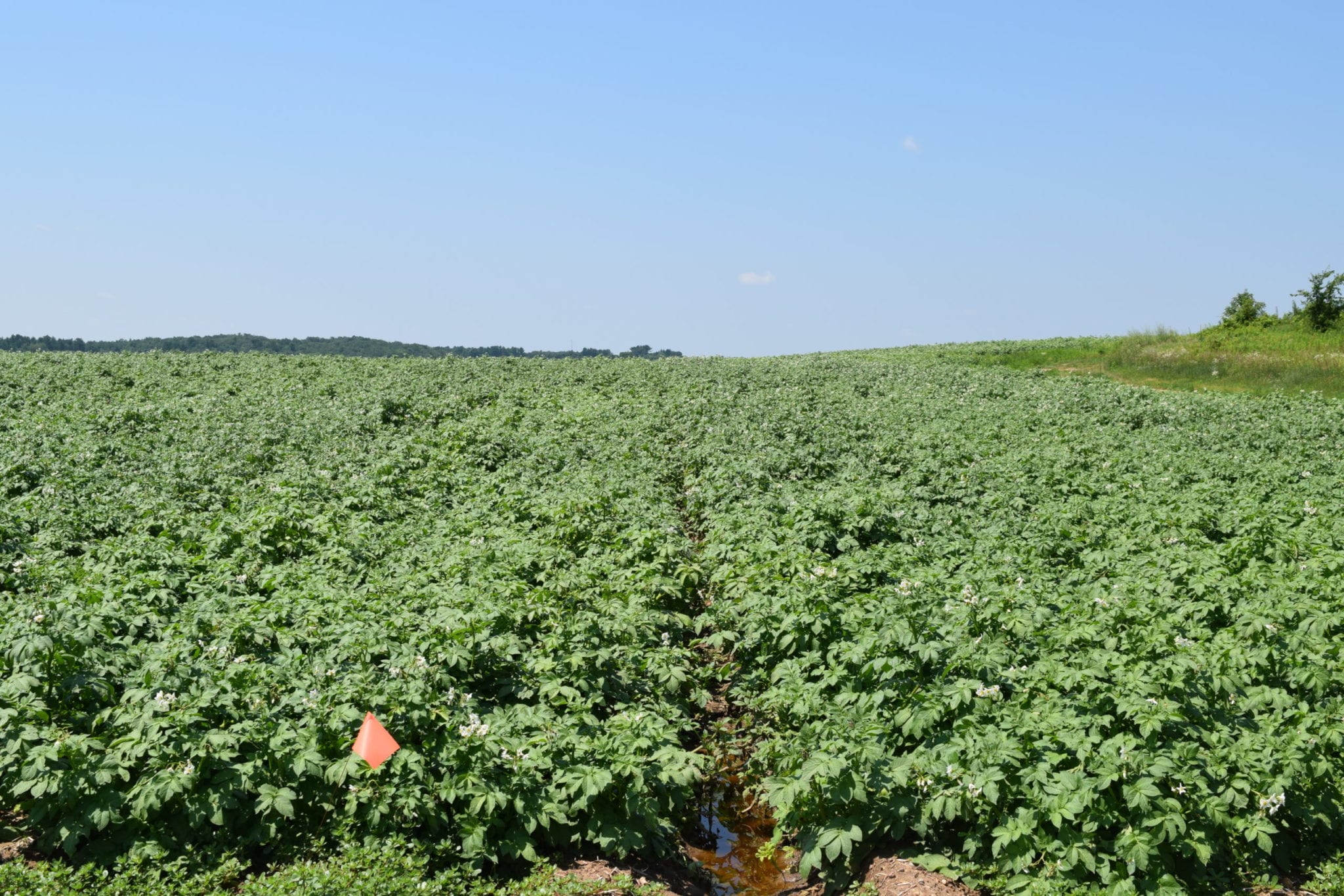 2019 Wisconsin Potato Crop Report - Wisconsin Potato and Vegetable ...