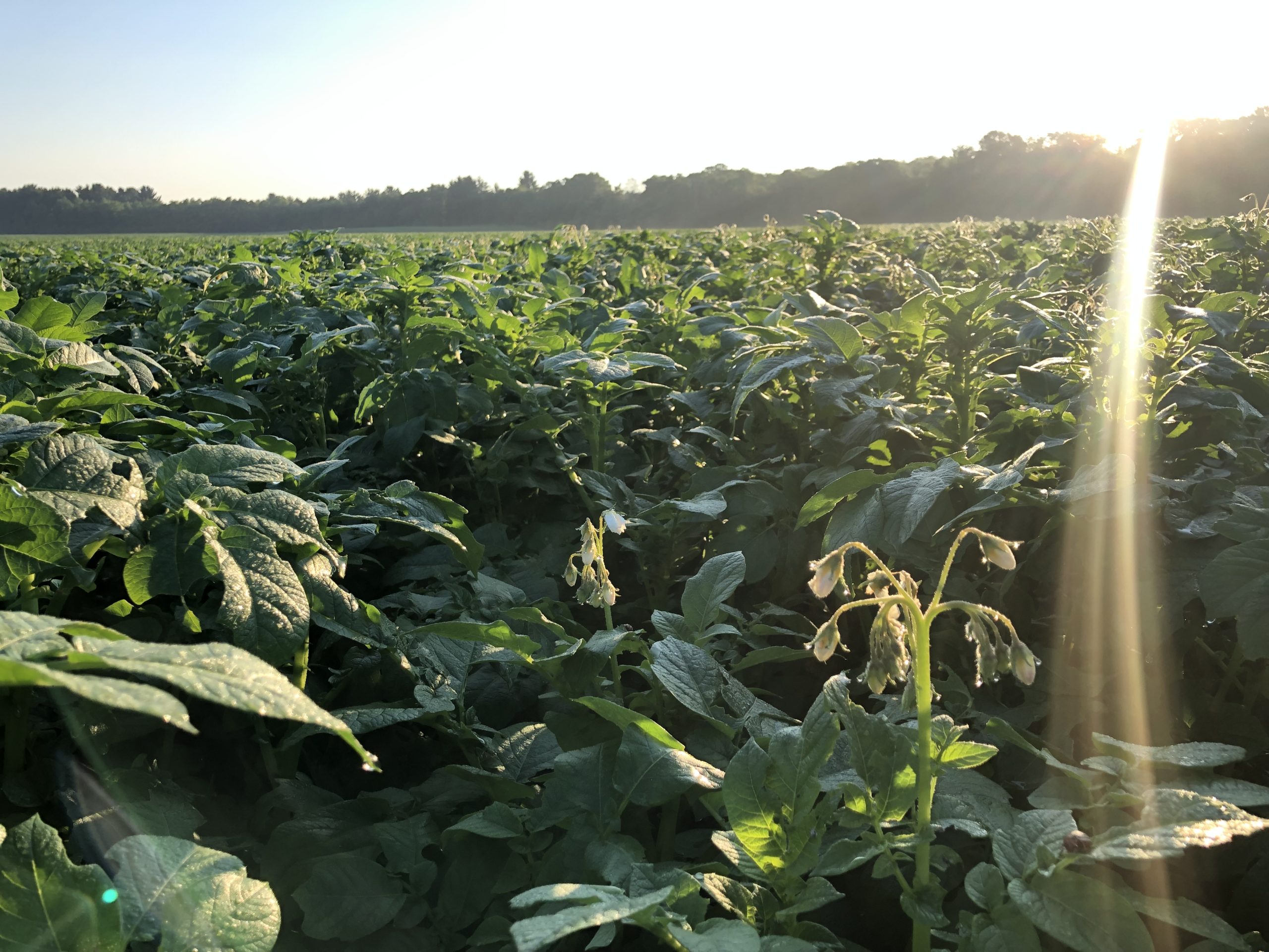 Healthy Grown Meets Current Sustainability Demand - Wisconsin Potato ...