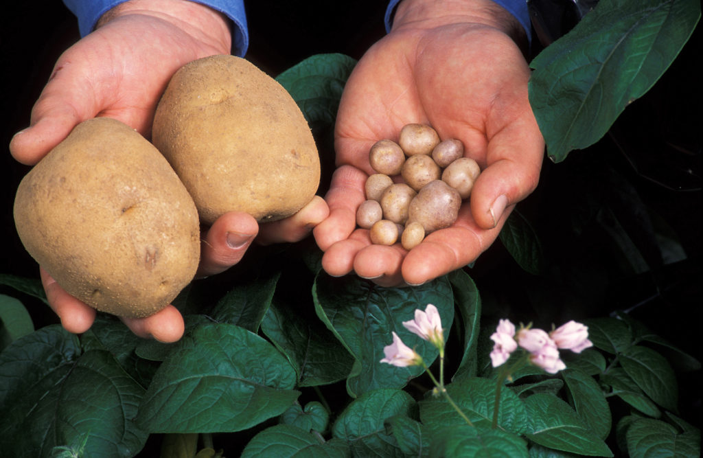 Wild Potatoes Pull Late Blight Guard Duty - Wisconsin Potato and ...