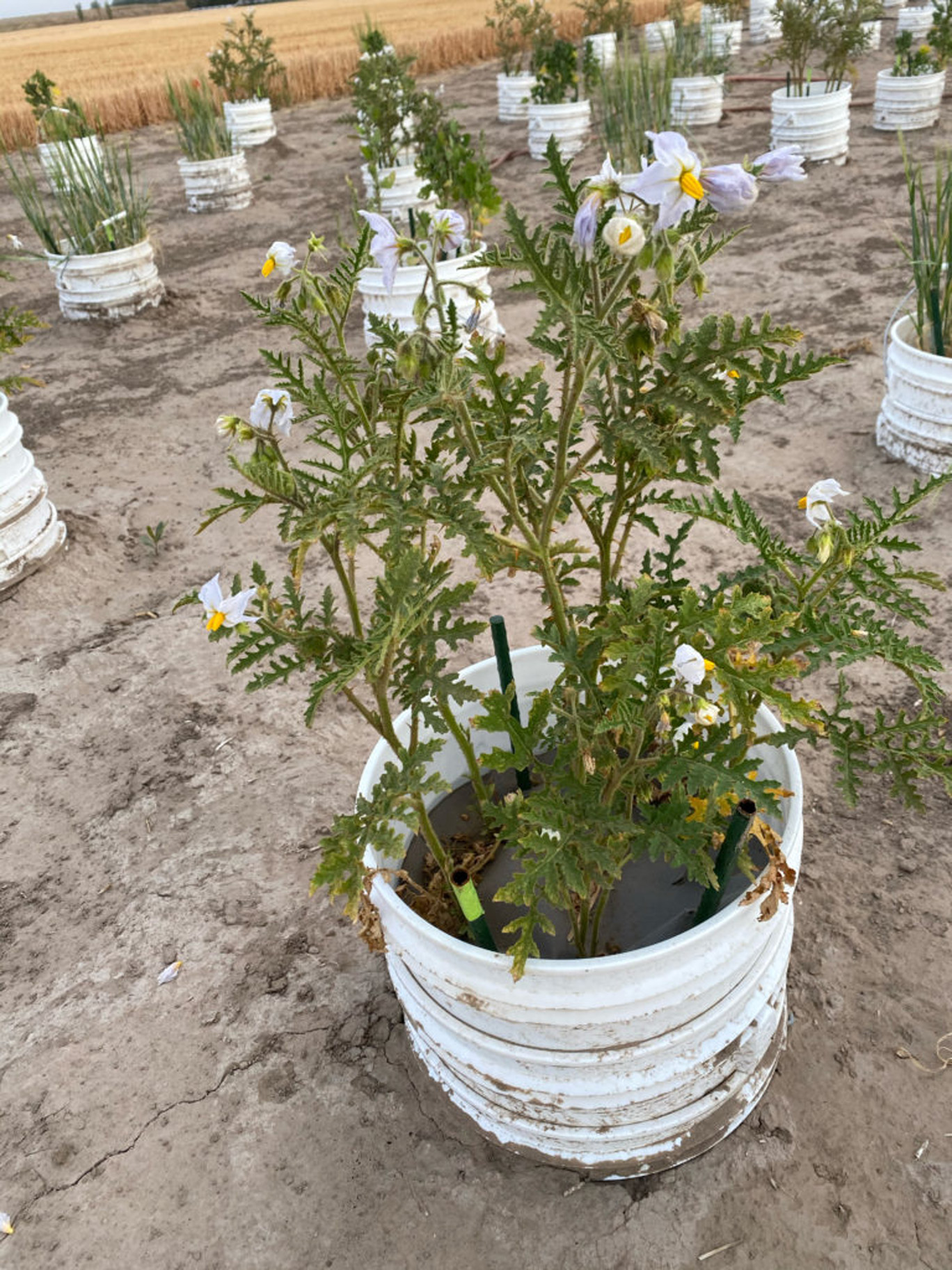 Nematode Resistant Spuds - Wisconsin Potato and Vegetable Growers ...