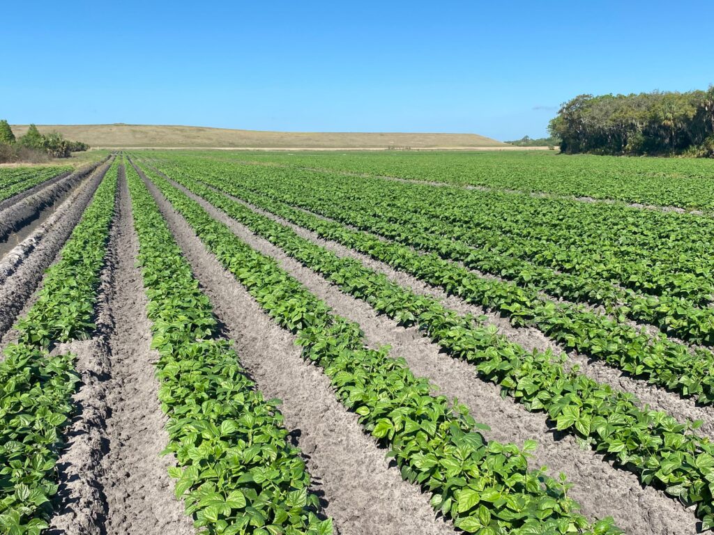 Interview with Joshua Mays - Wisconsin Potato and Vegetable Growers Association